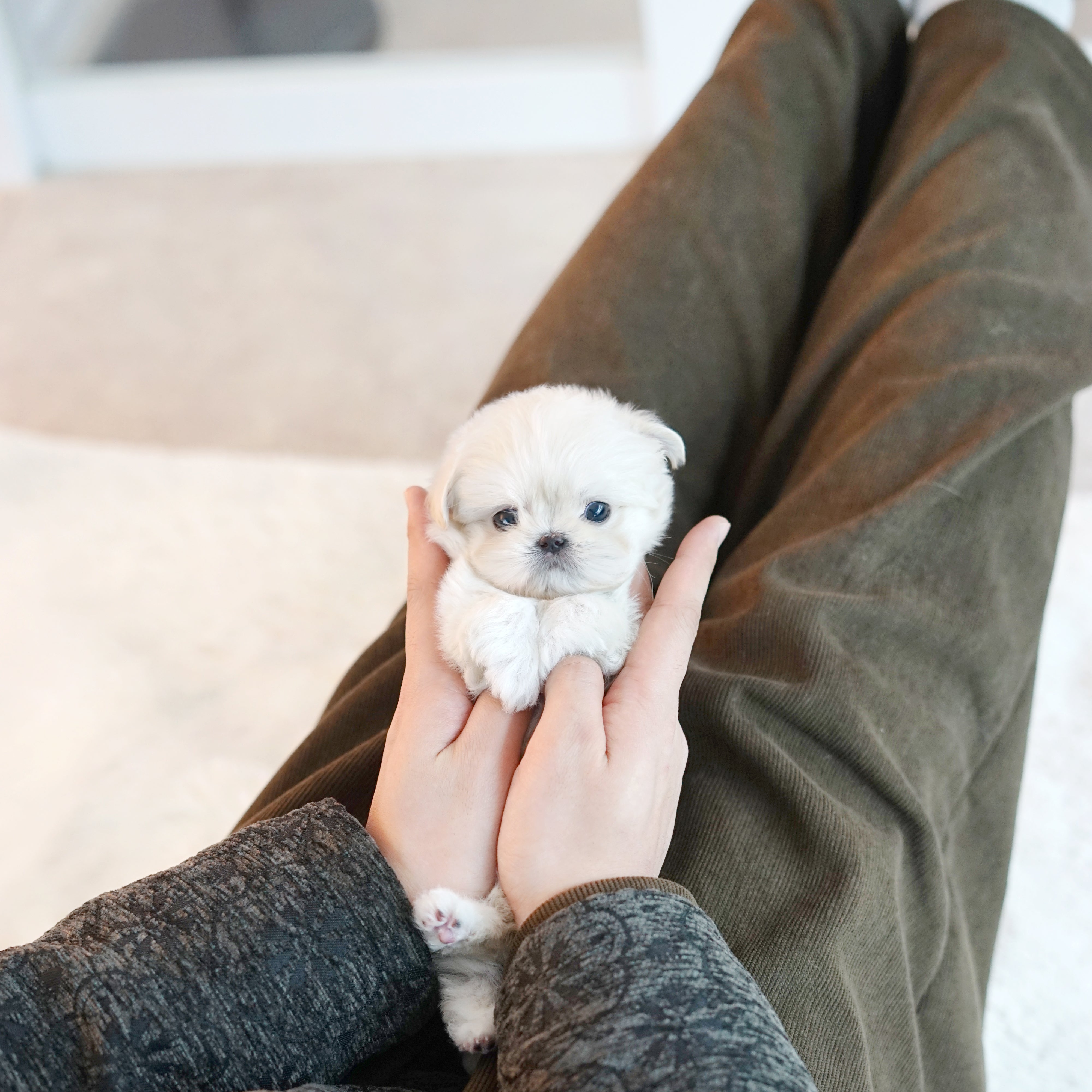 Koreateacuppuppies - yourpet