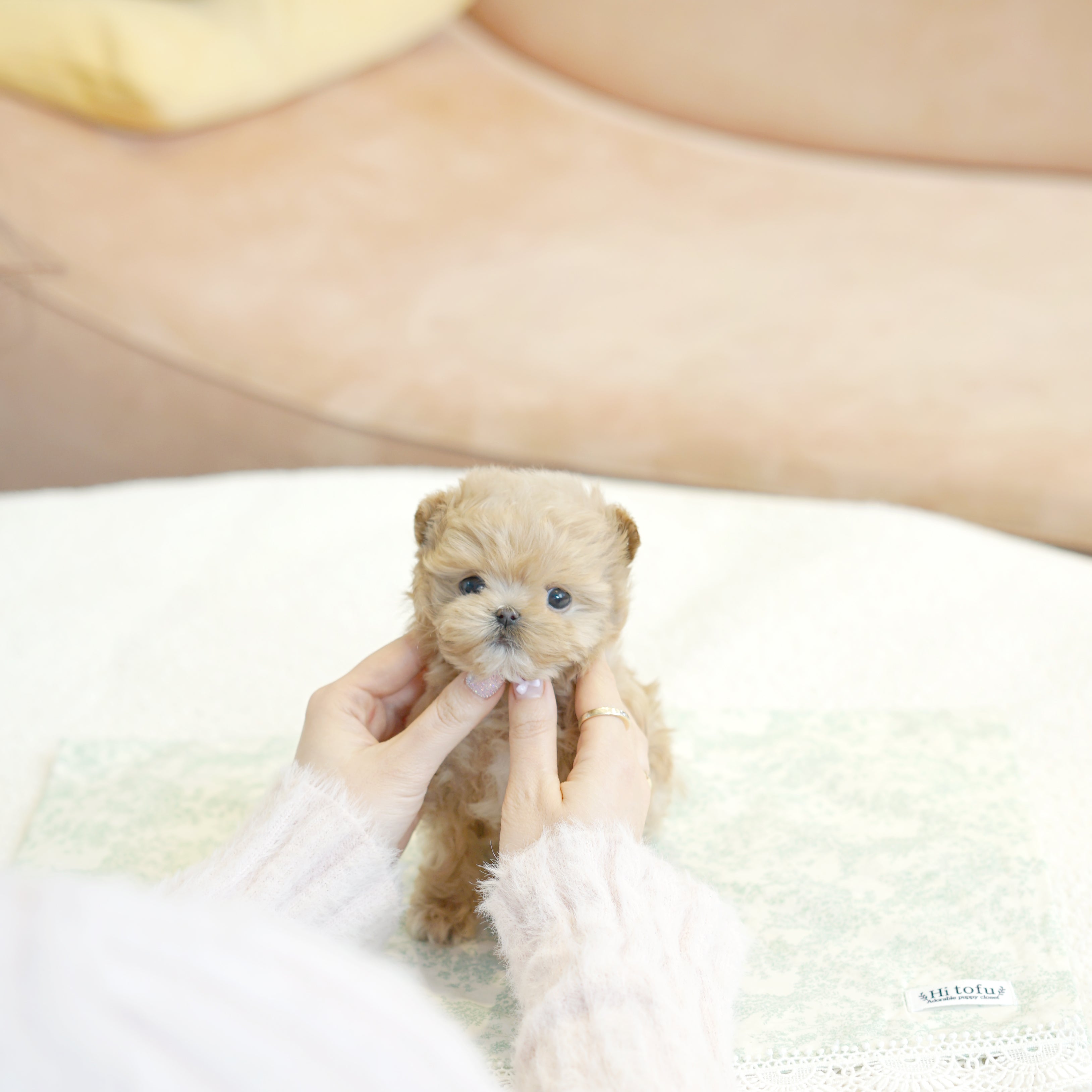 Koreateacuppuppies - yourpet