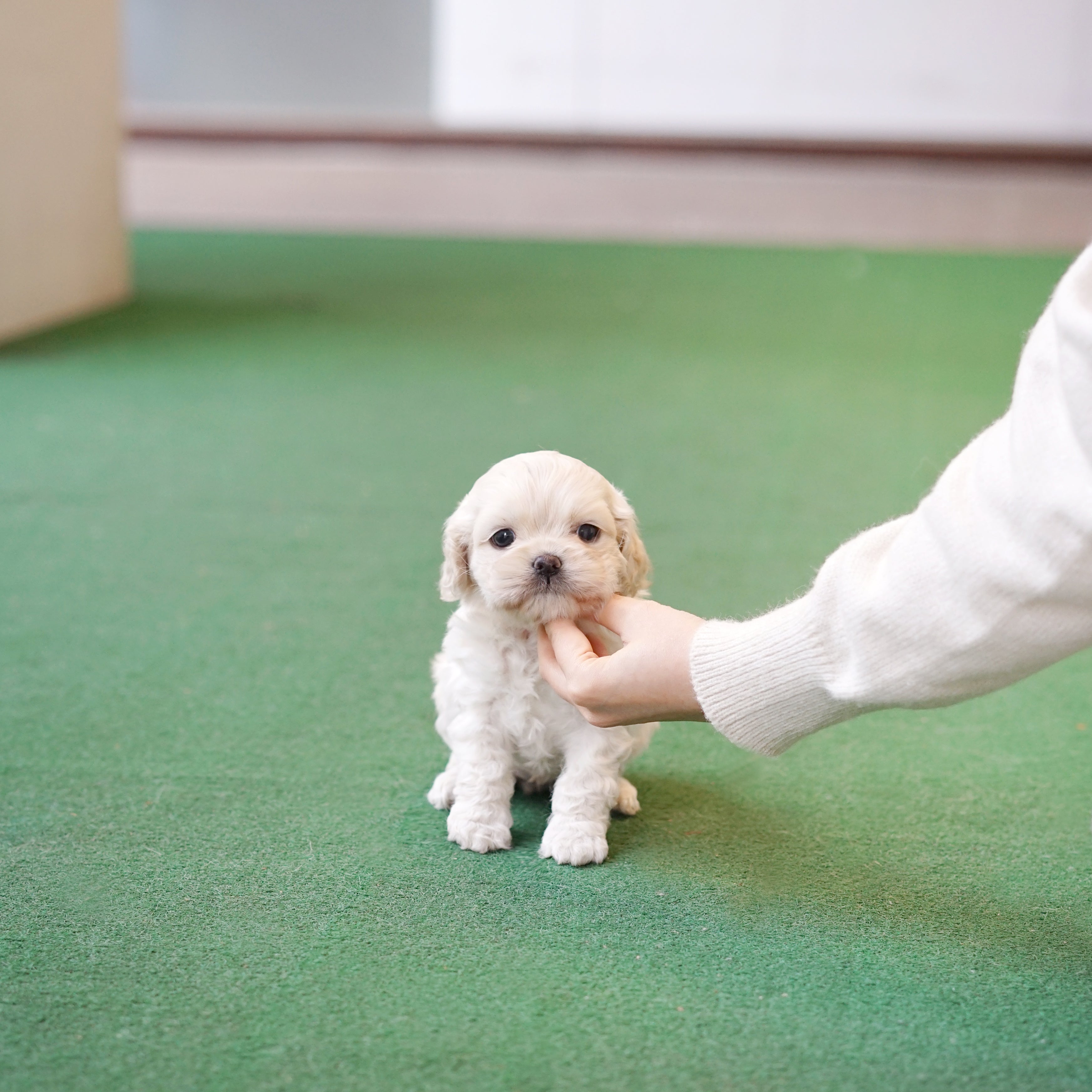 Koreateacuppuppies - yourpet