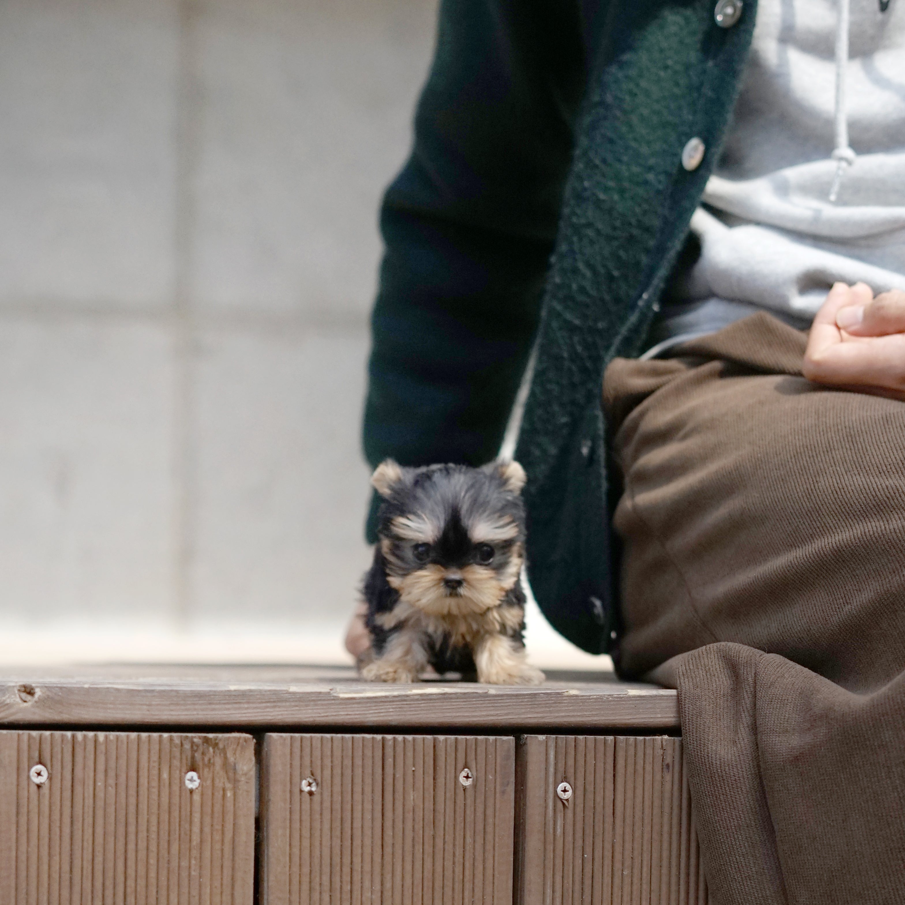 Koreateacuppuppies - yourpet