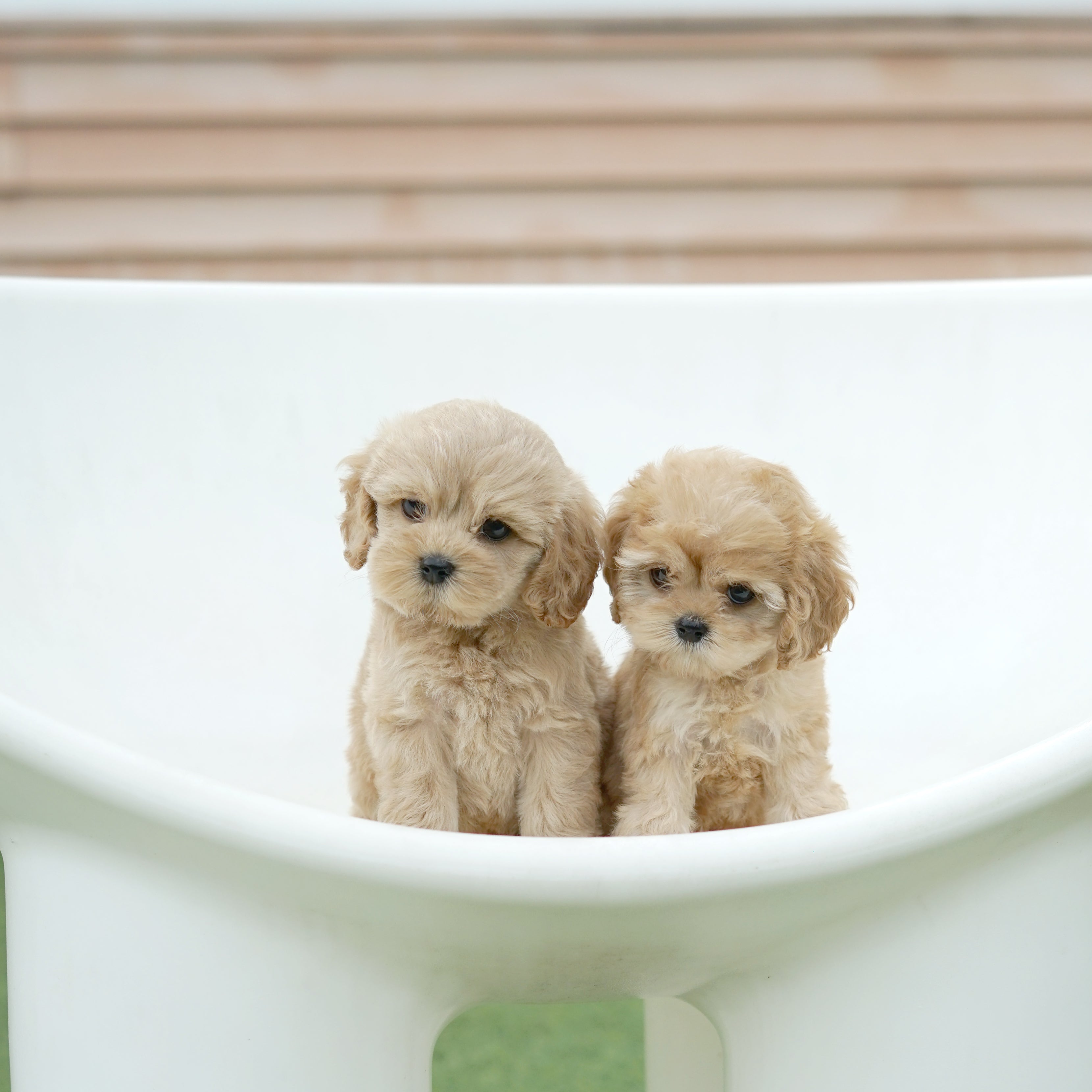 Koreateacuppuppies - yourpet