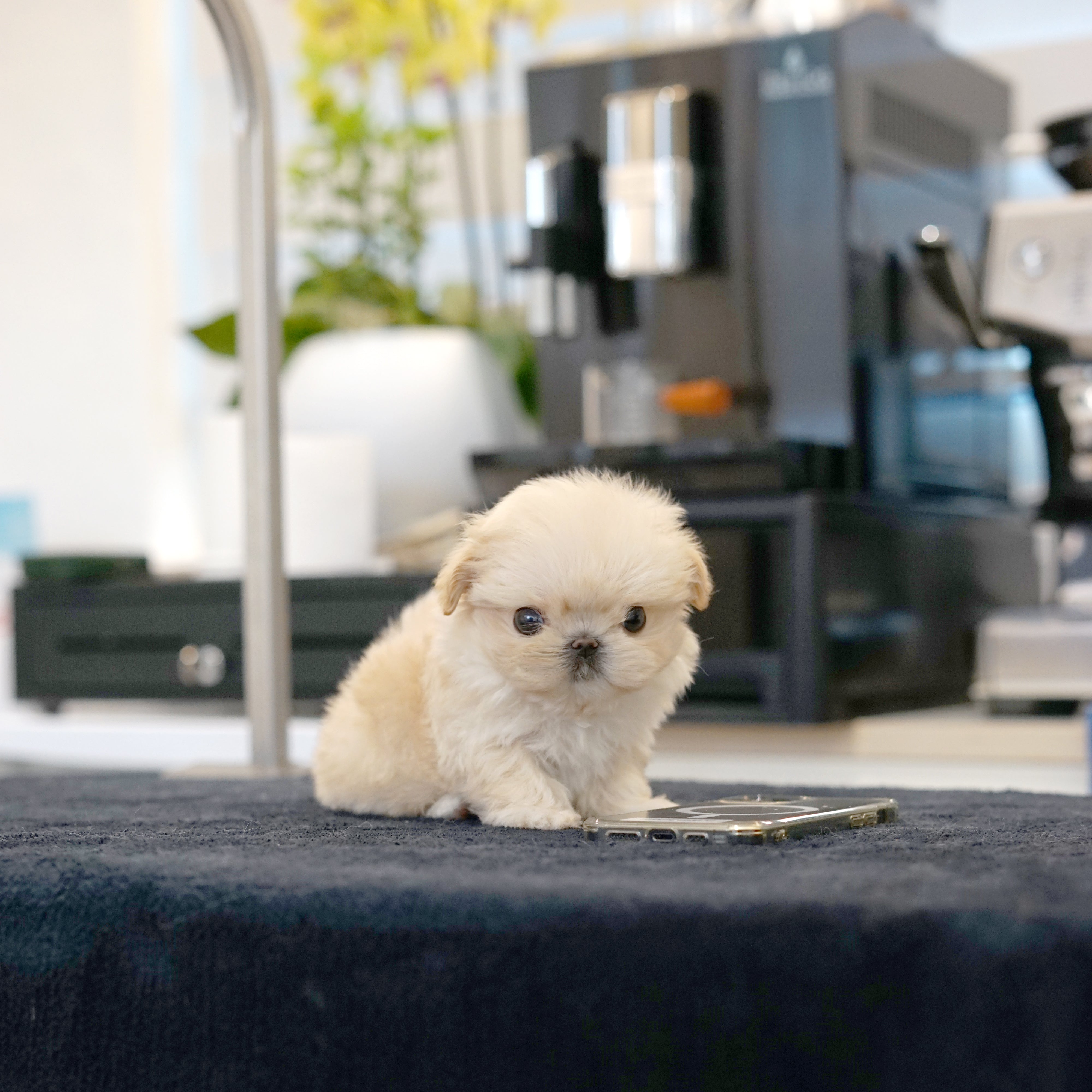 Koreateacuppuppies - yourpet