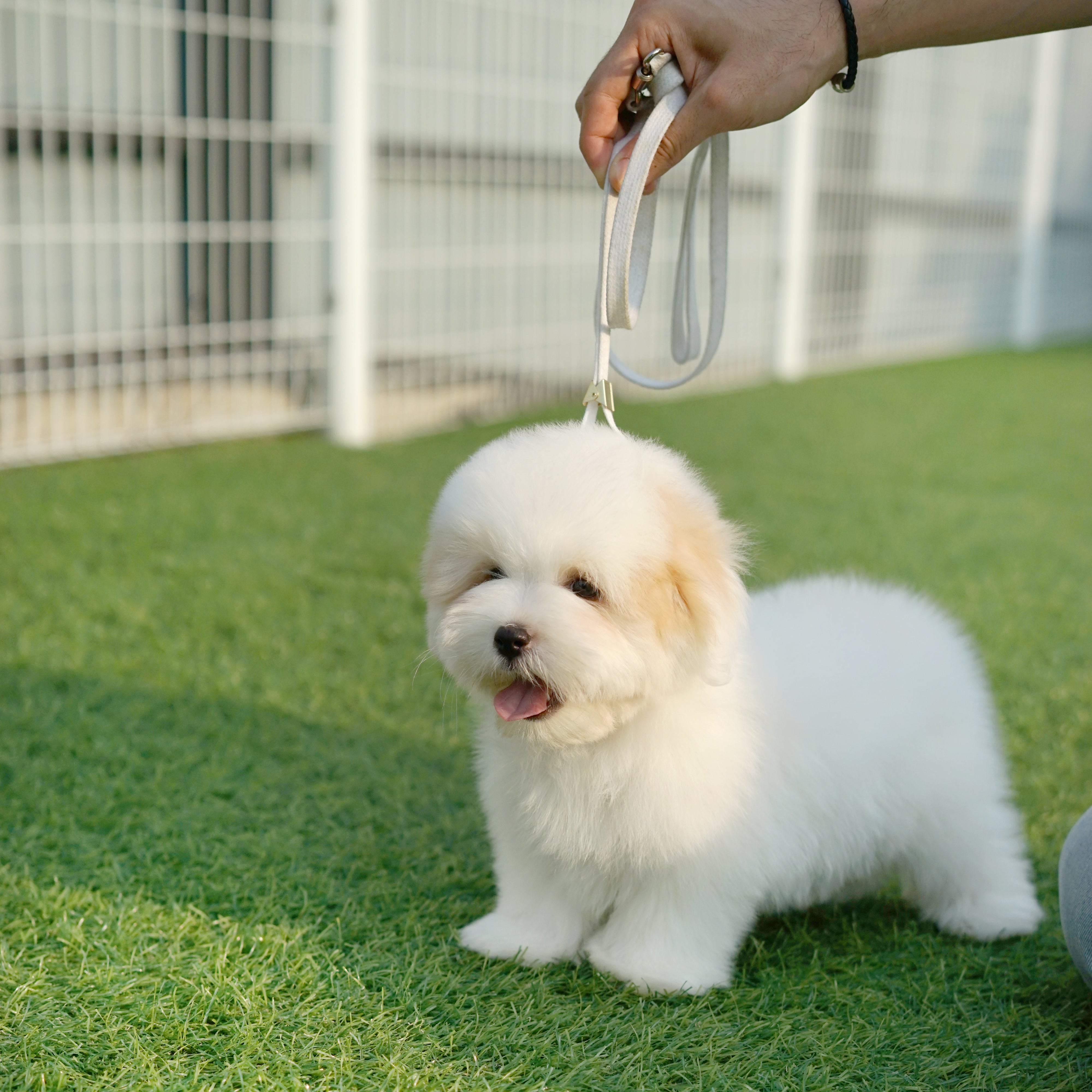 Koreateacuppuppies - yourpet