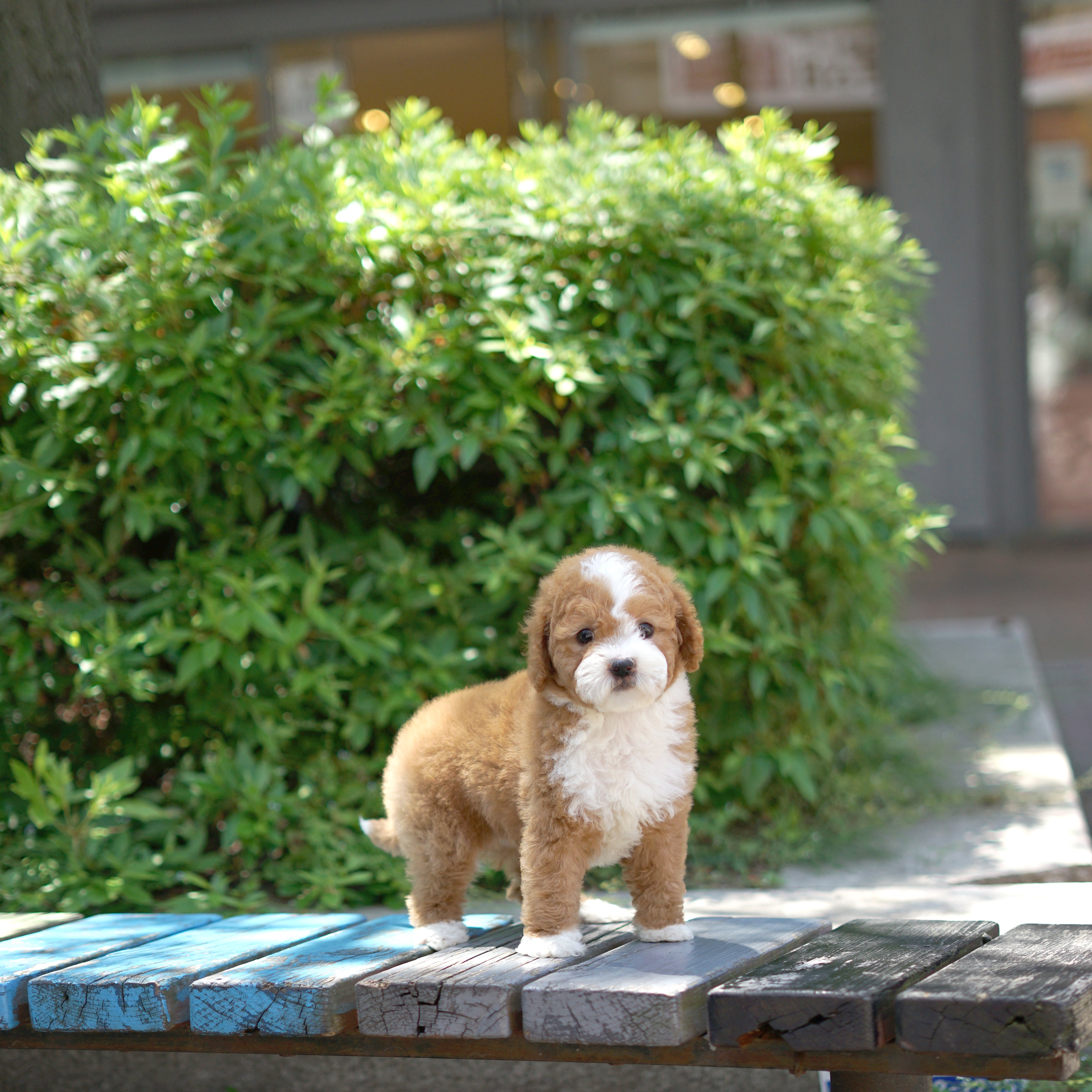 Koreateacuppuppies - yourpet