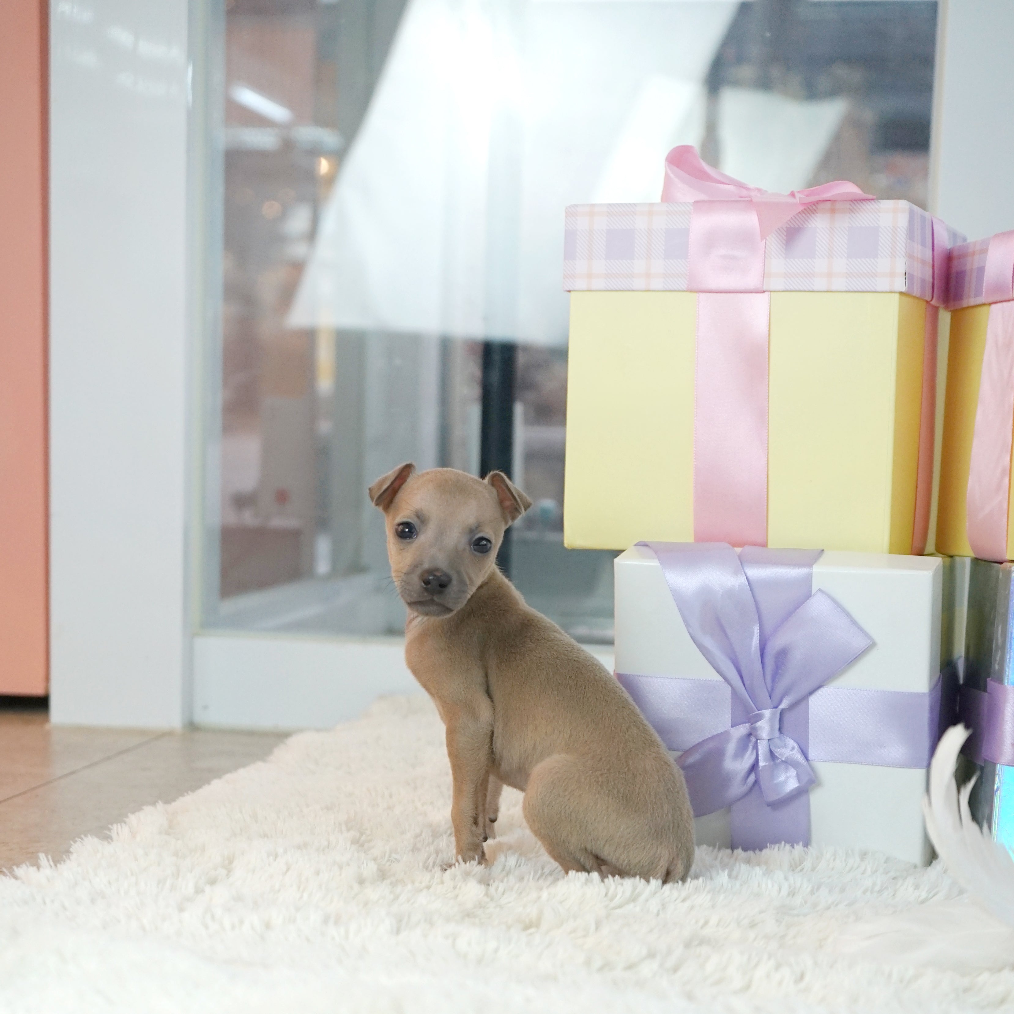 Koreateacuppuppies - yourpet