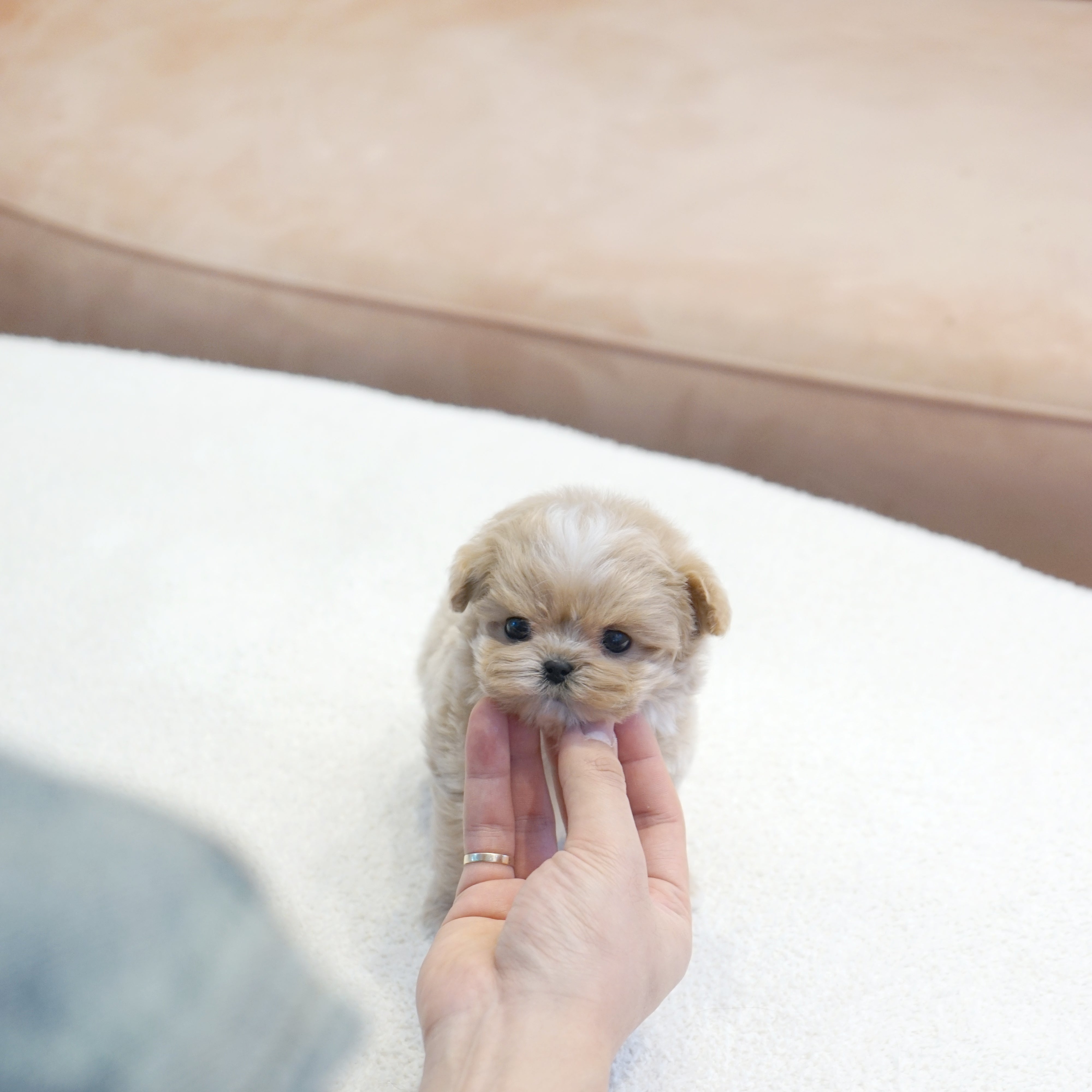 Koreateacuppuppies - yourpet