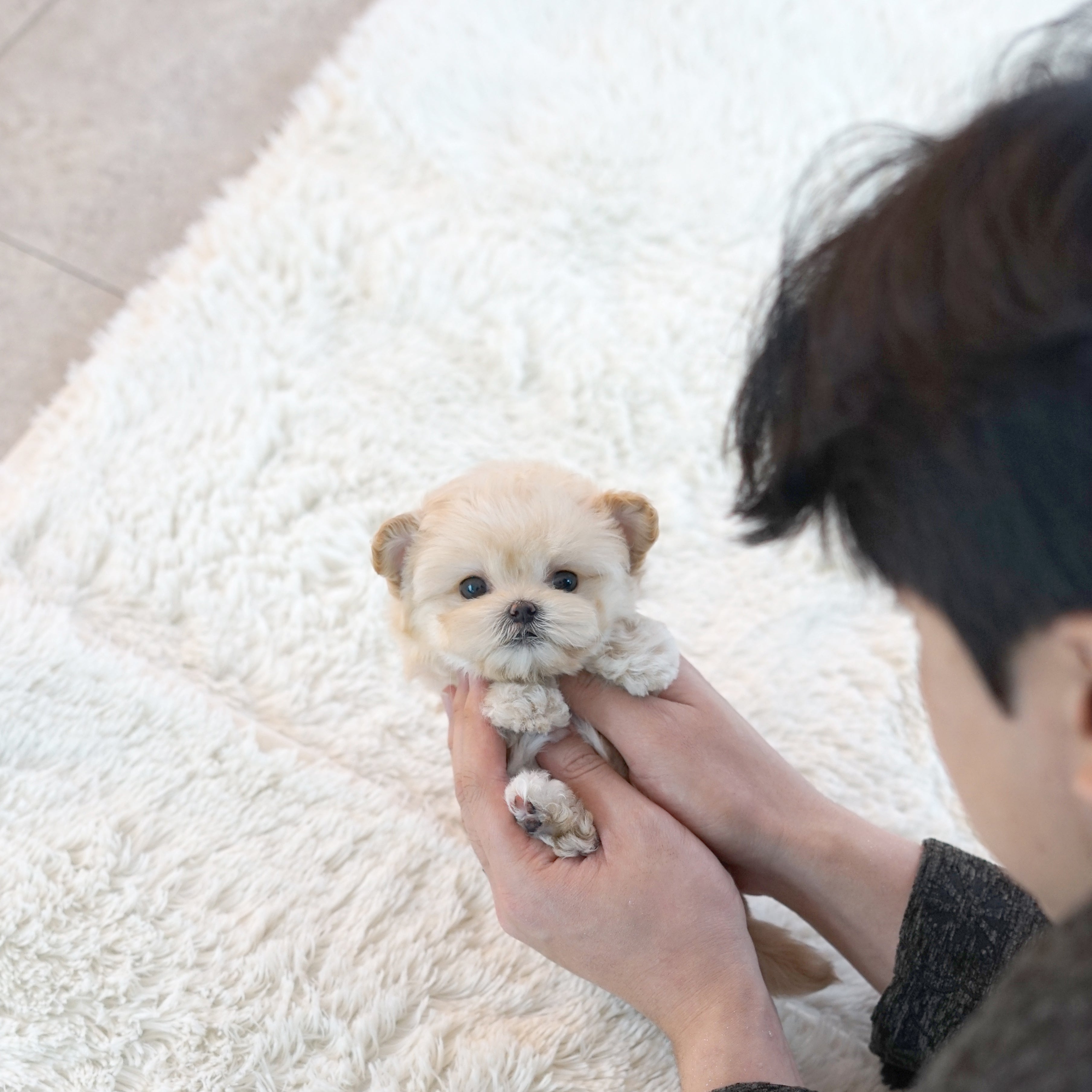 Koreateacuppuppies - yourpet