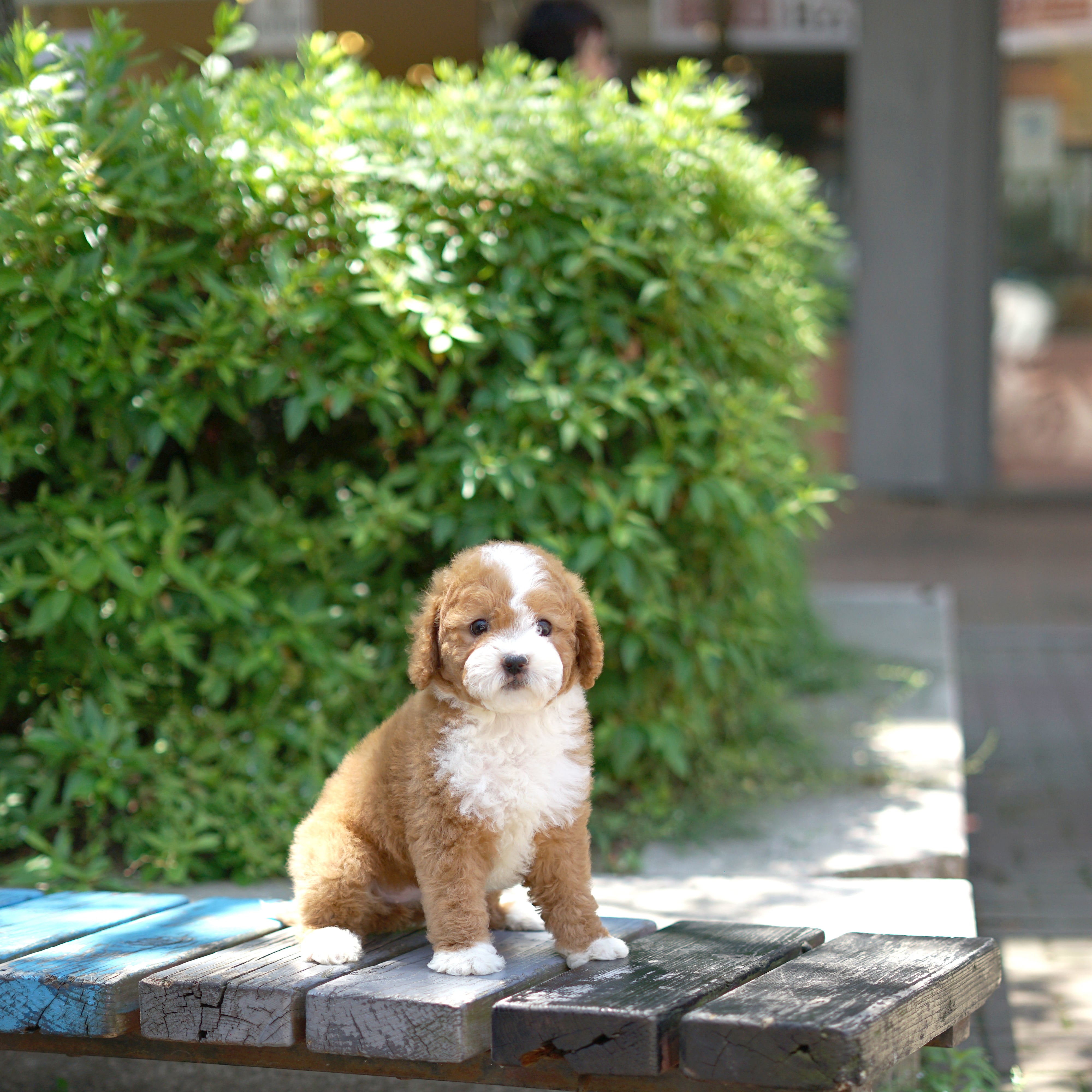 Koreateacuppuppies - yourpet